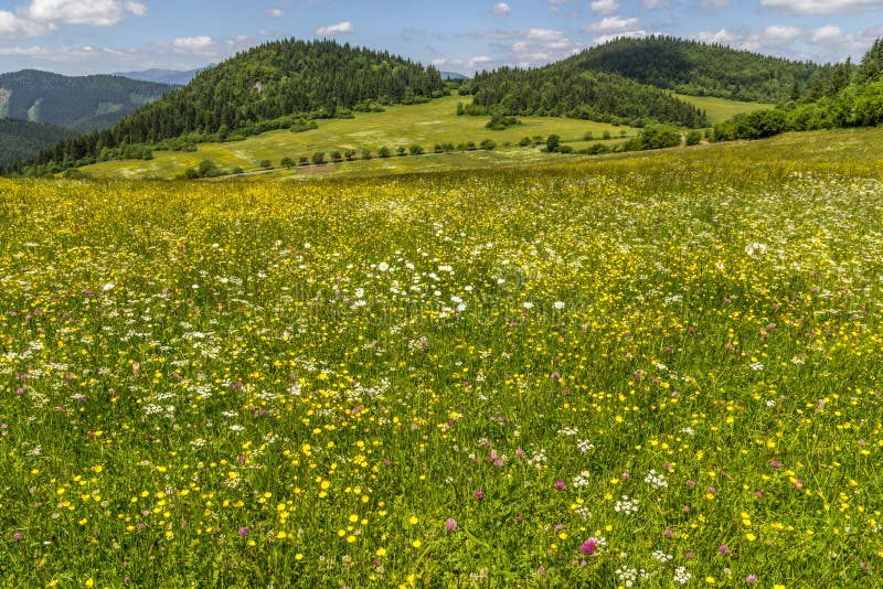 Beautiful Summer View on Mala Fatra Mountain from Komjatna, Slovakia ...