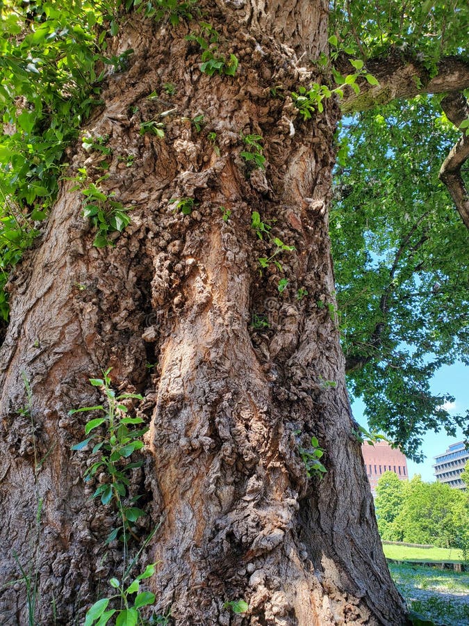 Summer Norweigan Tree stock photo. Image of green, soil - 255695216