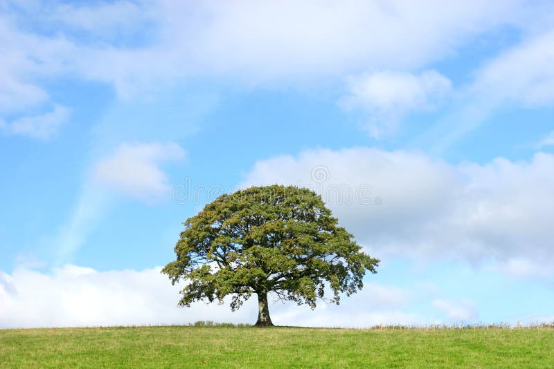 The Oak Tree in Summer stock photo. Image of huge, environment - 2033768