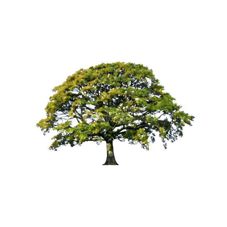 Mighty Oak Tree Stock Illustrations – 127 Mighty Oak Tree Stock ...