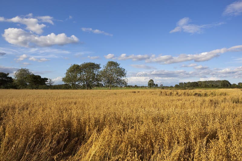 Summer oat field stock image. Image of rural, crops, nature - 25978435