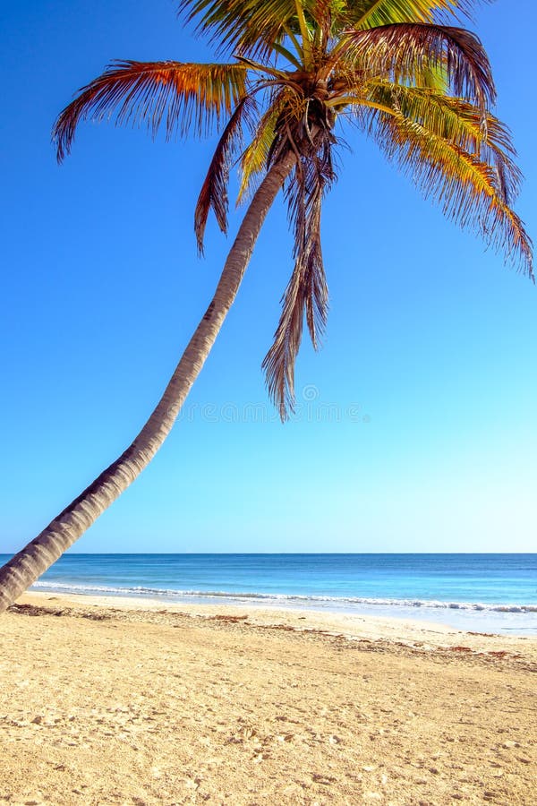 Summer Ocean Beach Landscape with Palm Tree and Sand Stock Photo ...