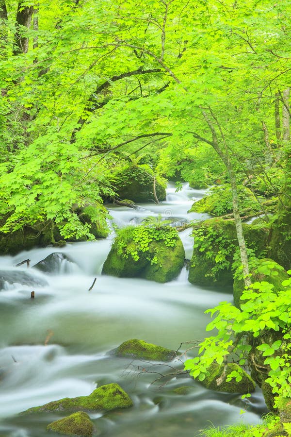 Summer of Oirase Stream stock photo. Image of spray, japanese - 49112150