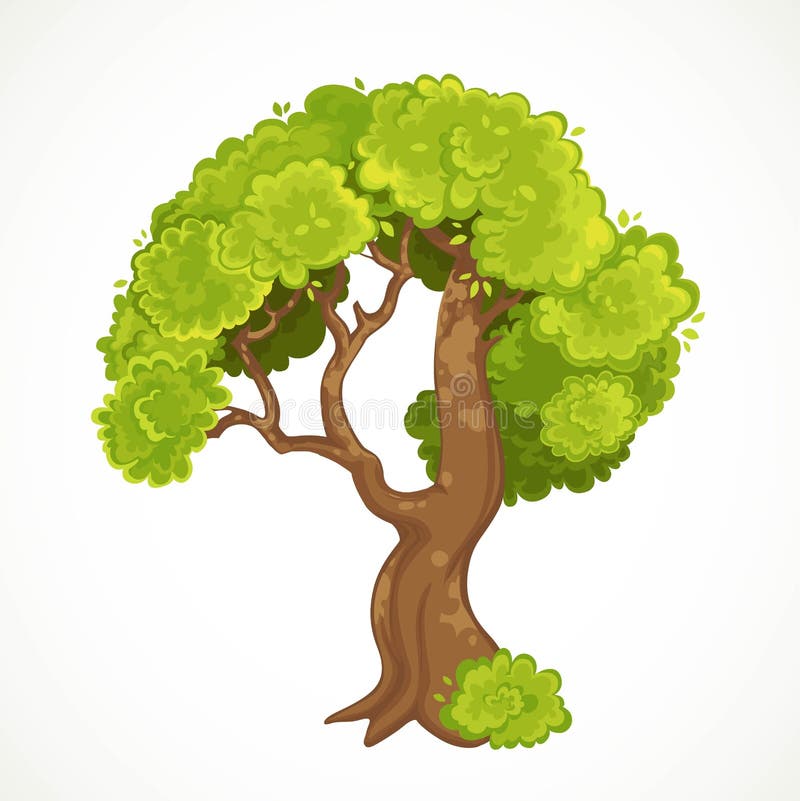 Summer Big Old Tree with Green Foliage Vector Drawing Isolated on White ...