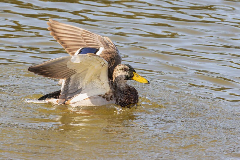 In the Summer, One Duck Went Down To the Lake Stock Image - Image of ...