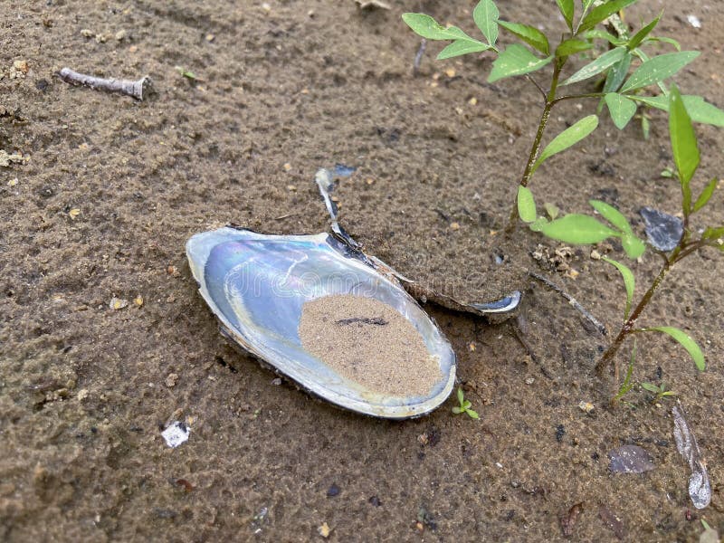 In Summer, an Open Mother-of-pearl Shell Can Be Seen in the Sand on the ...