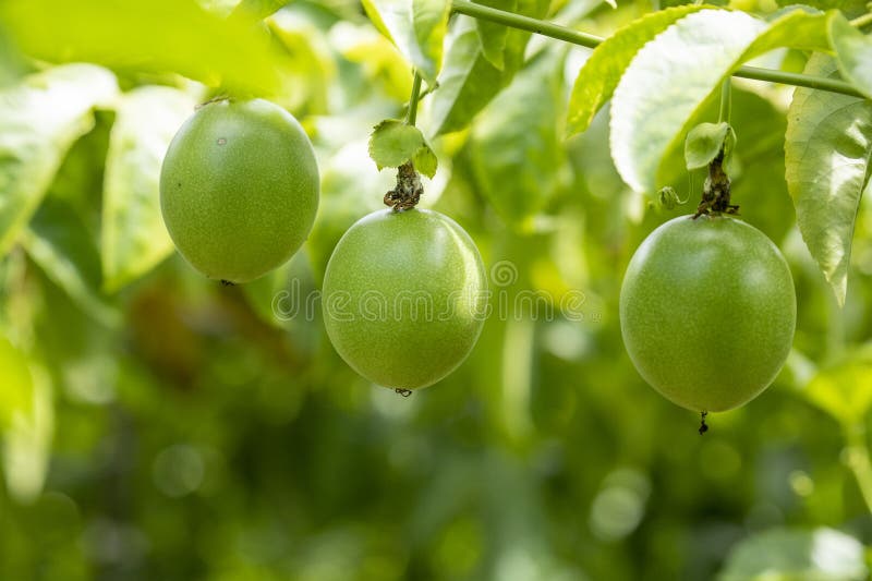 Summer, Orchard, Fruit, Plump, Green, Passion Fruit Stock Image - Image ...