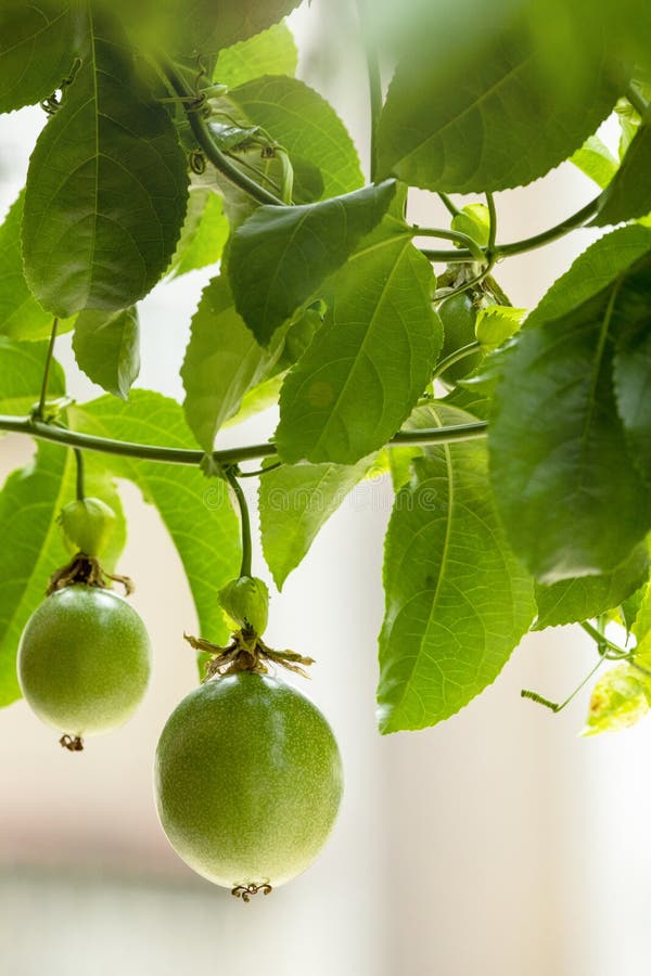 Summer, Orchards, Fruits, Emerald Green, Passion Fruit, Fruits Stock ...