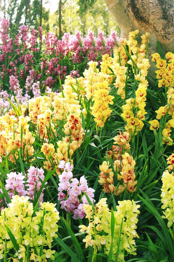 Summer Orchid Flower in the Forest Stock Photo - Image of light, plants ...