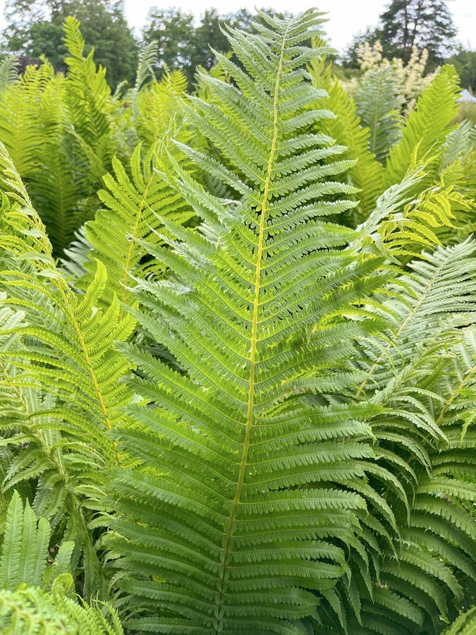In Summer, an Ornamental Fern Grows in the Park Stock Image - Image of ...