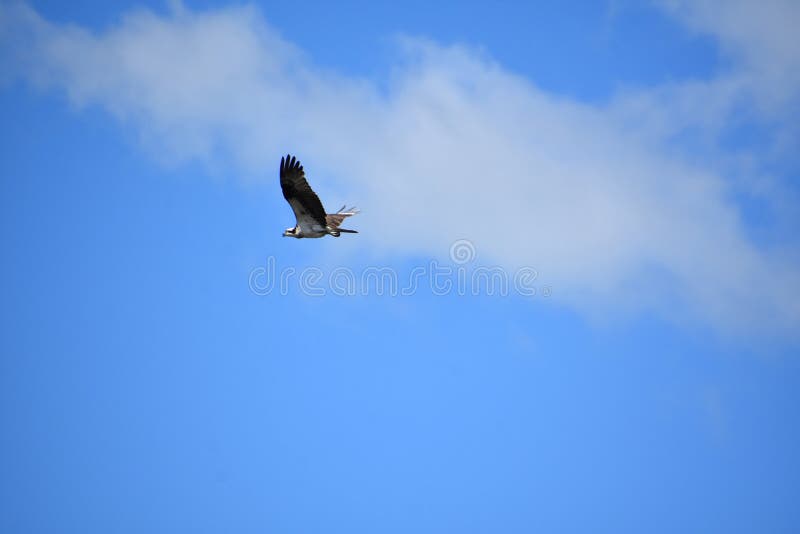 Summer with Osprey Flying in the Sky Stock Photo - Image of aves, bird ...