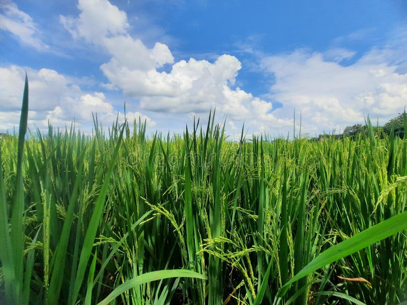 Summer Paddy Fields and Blue Clouds Stock Image - Image of summer ...