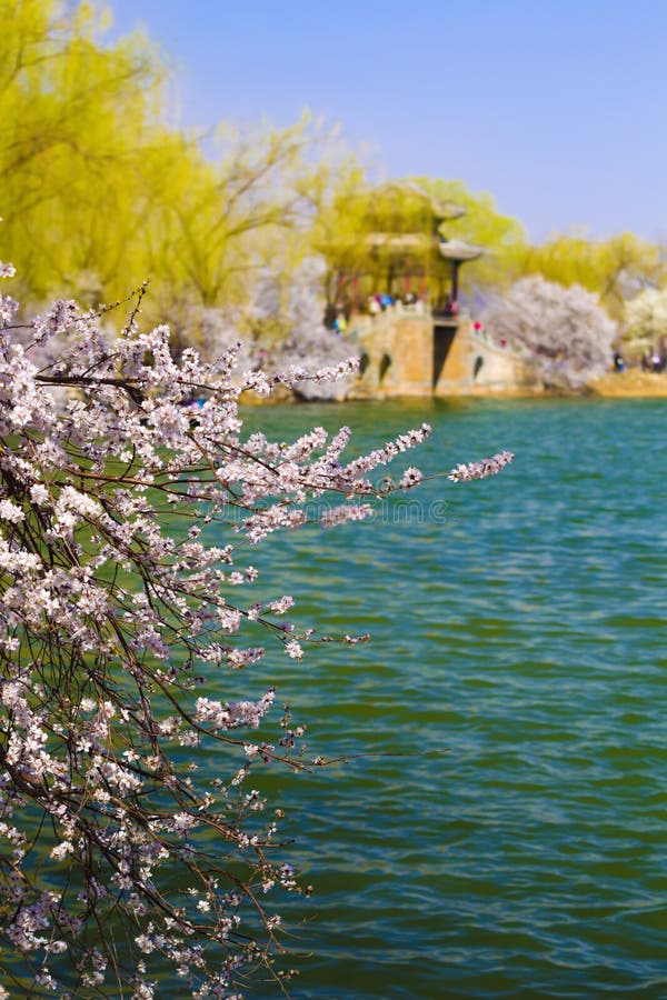 The Summer Palace in Beijing Spring Peach Stock Photo - Image of palace ...