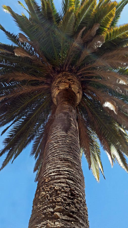 169 Jungle Bottom Perspective Stock Photos - Free & Royalty-Free Stock ...