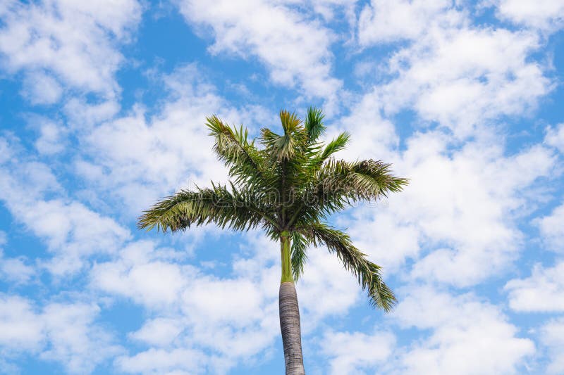 Summer Palm Tree on Sky. Summer Palm Tree on Blue Sky. Summer Palm Tree ...