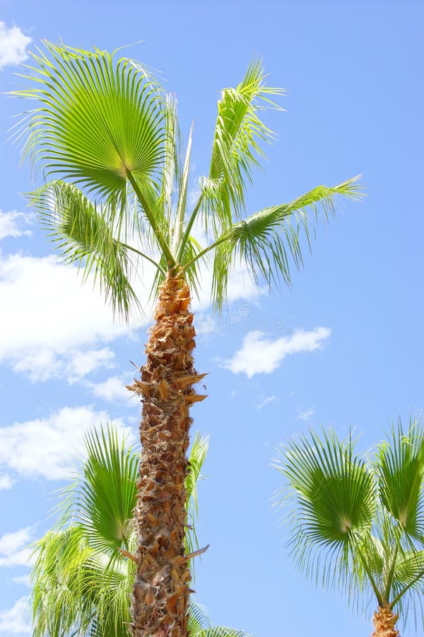 Spanish Garden With Palm Tree Stock Photo - Image of tropical, palm ...