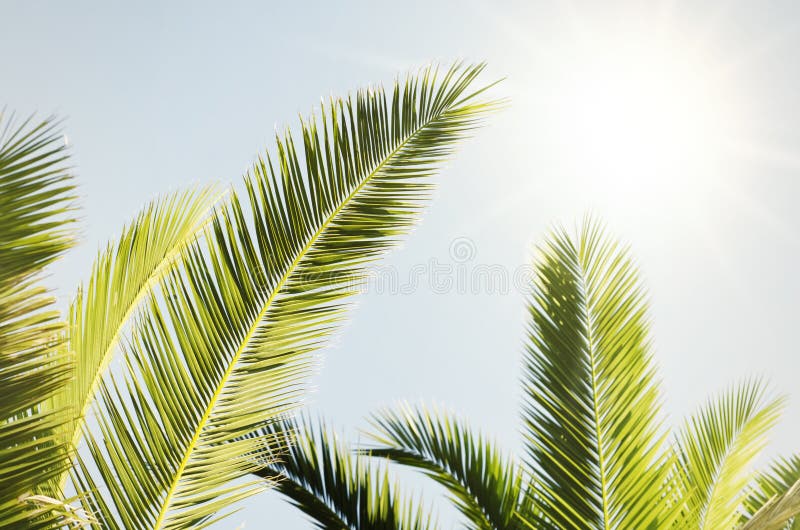 Summer Palms stock photo. Image of green, shining, bright - 42948938