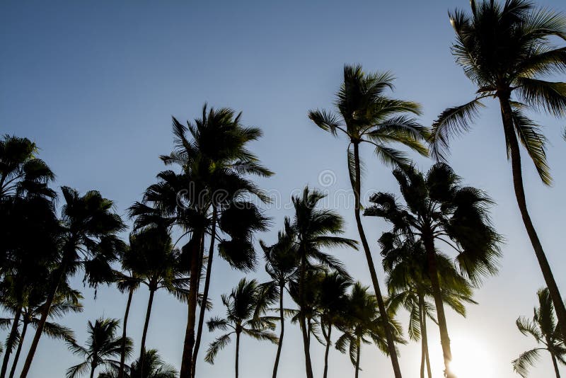 Summer palms stock image. Image of vacation, sunset, texture - 87845947