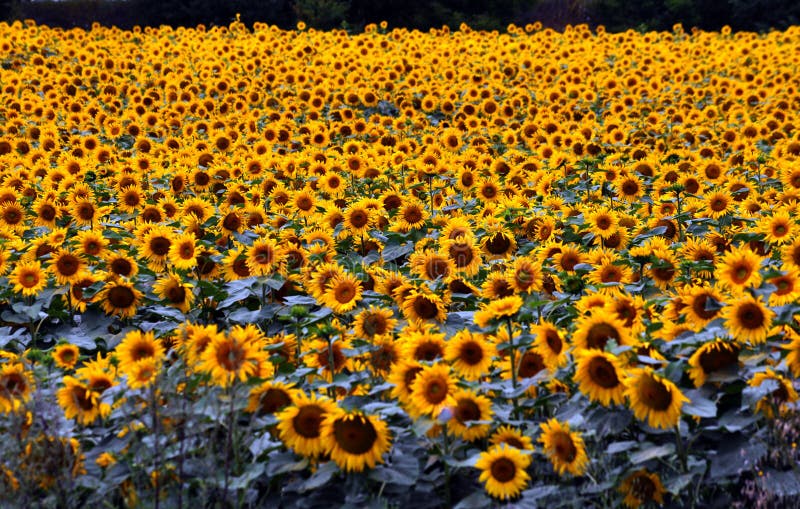Summer Panoramic Landscape from the Top Point Stock Photo - Image of ...