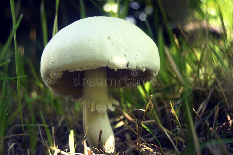 Park in Balta stock photo. Image of sophia, relaxation - 150599870