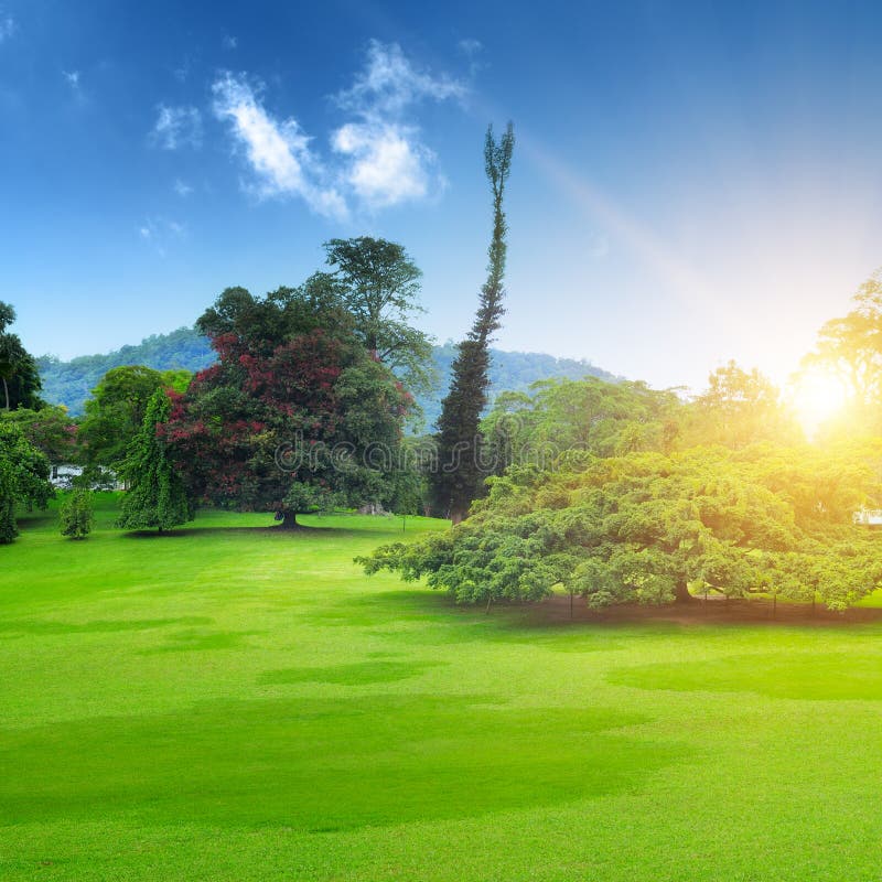 Summer Park with Beautiful Green Lawns Stock Image - Image of land ...