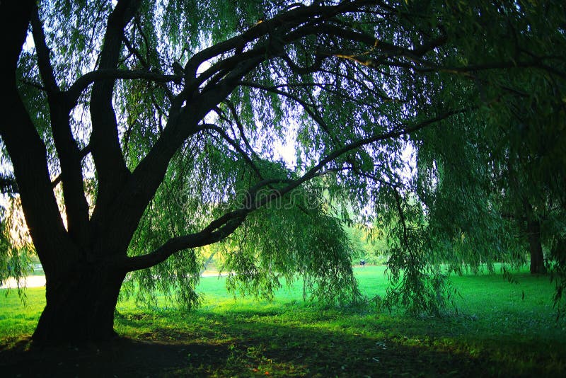Summer in the park stock photo. Image of bench, rest - 60013760