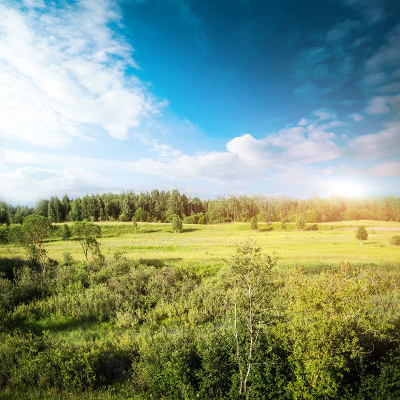Summer park stock image. Image of forest, light, spring - 93793131