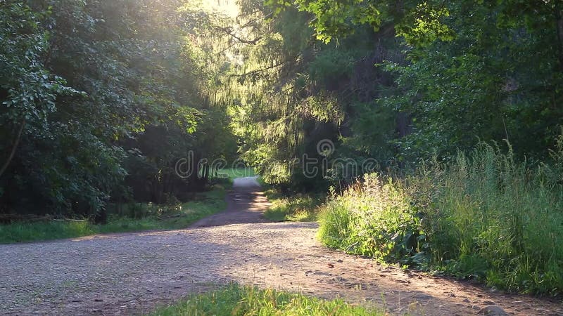 Summer Park Path in the Evening . Summer Landscape. Evening Light ...