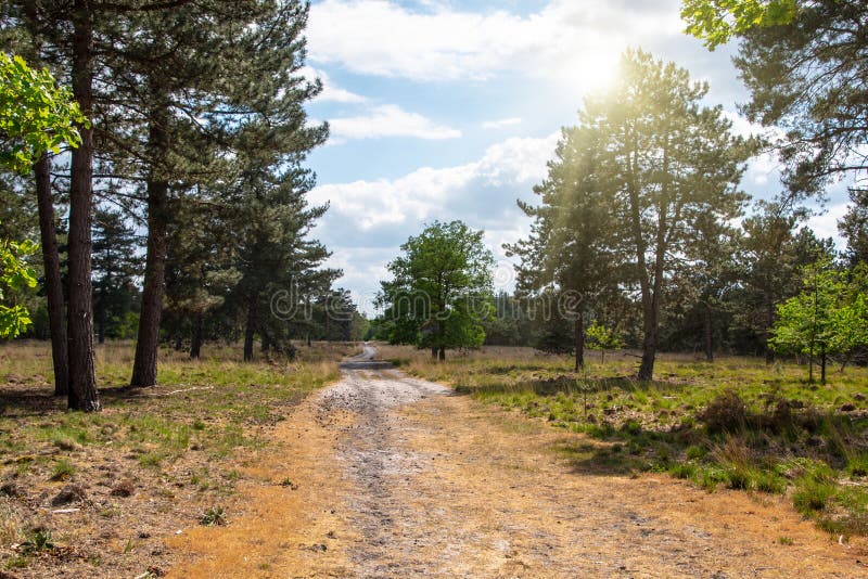 Summer Park with Pathway between Green Trees. Summer Landscape with ...