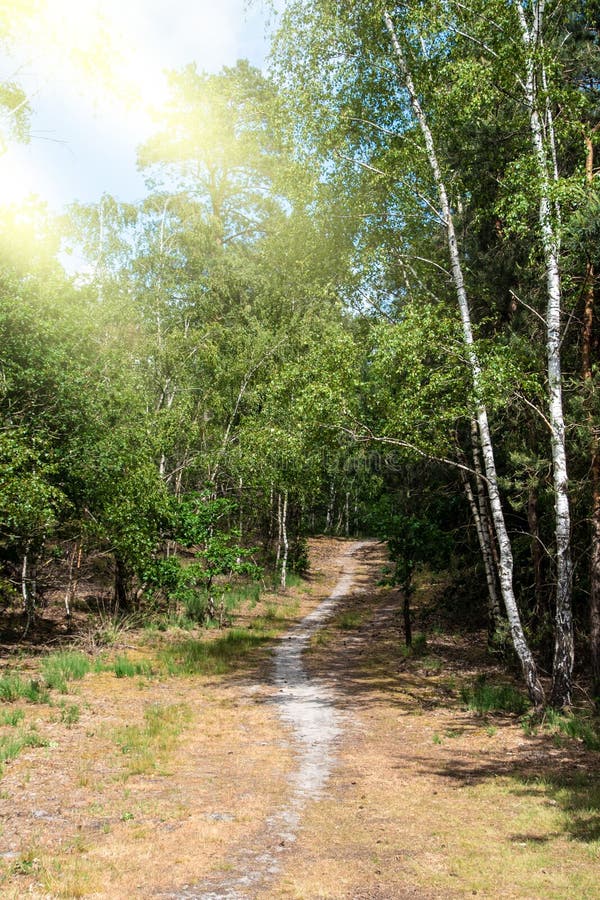 Summer Park with Pathway between Green Trees. Summer Landscape with ...