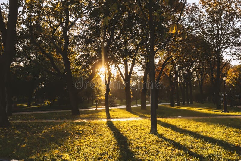 Summer Park in the Rays of the Warm Setting Sun Stock Image - Image of ...