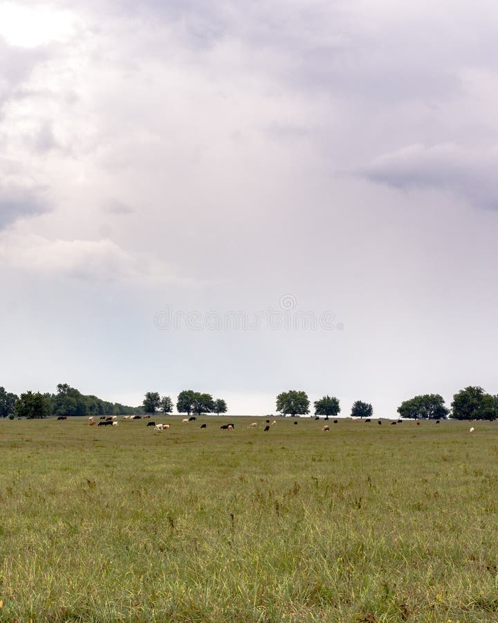 Summer Pasture Background - Vertical Stock Photo - Image of florida ...
