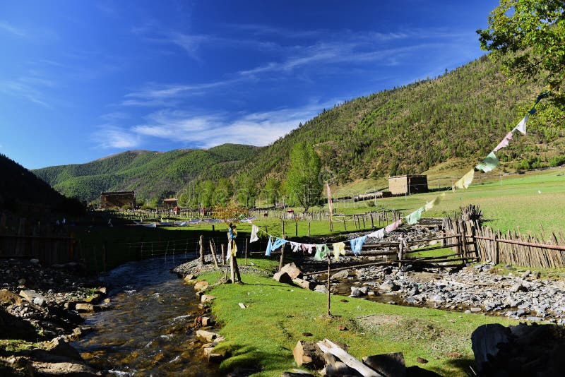 Summer on the Pastures editorial photo. Image of blooming - 55669451
