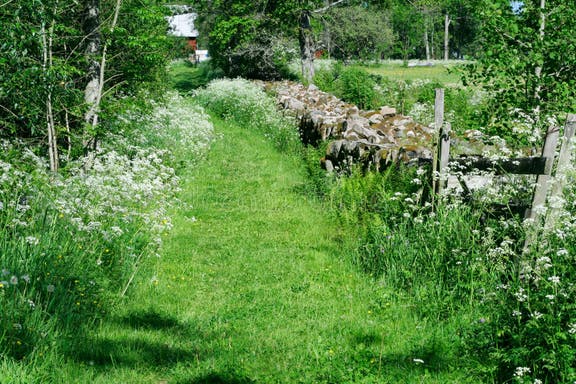 Summer path stock image. Image of grassland, birch, placid - 884603
