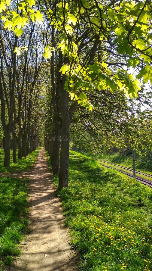 Summer path stock photo. Image of branch, woodland, tree - 359976780