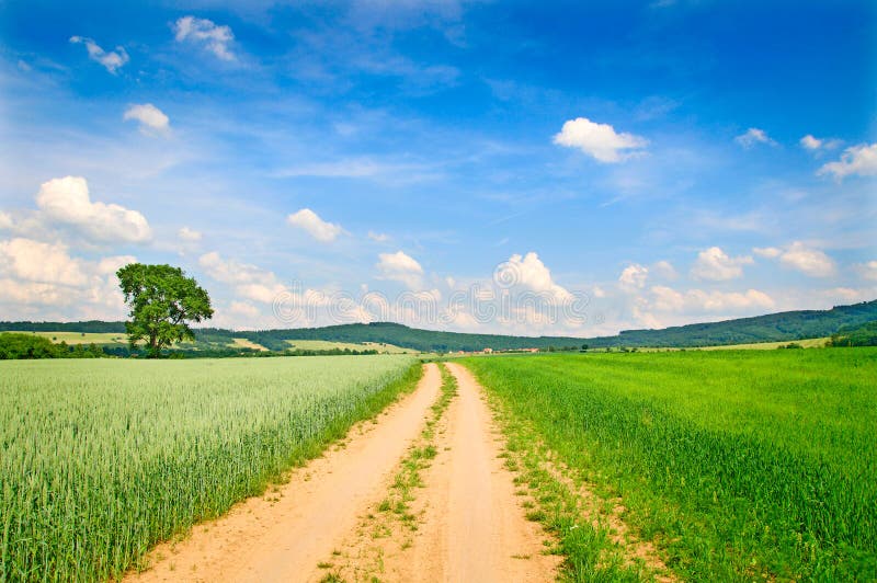 Summer Path in Woods stock photo. Image of michigan, explore - 12393012