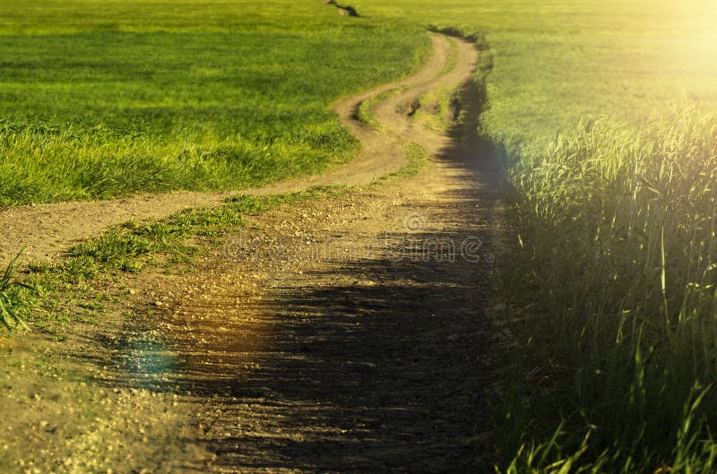 Summer path in the grass stock photo. Image of spring - 31273852