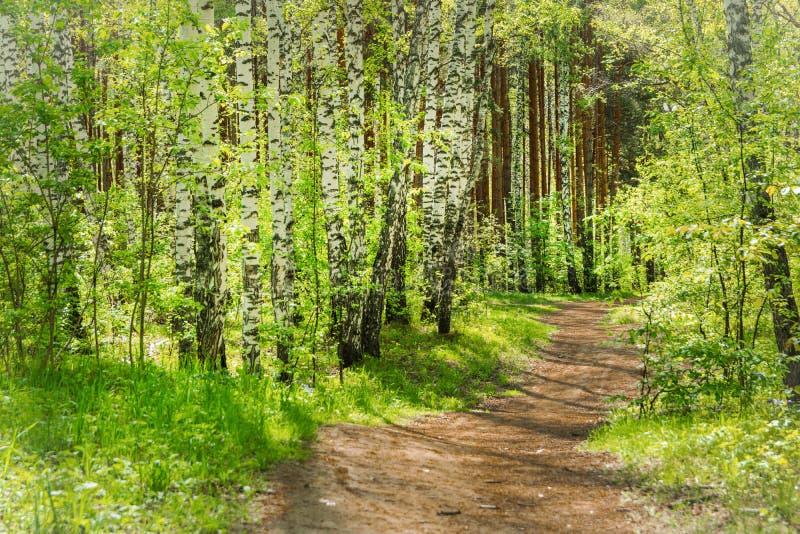 In Summer, a Path Runs through the Birch Trees in the Park. a Path in a ...