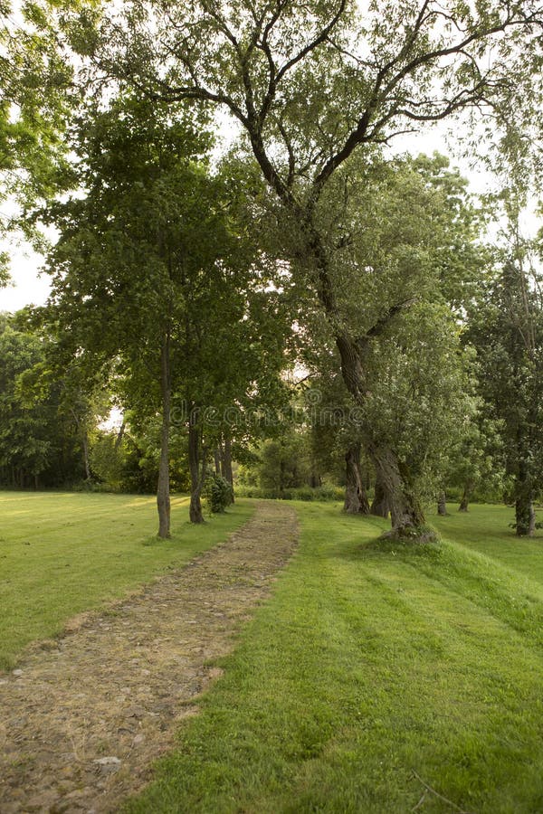 Summer Path in Woods stock image. Image of wooded, nots - 45075513