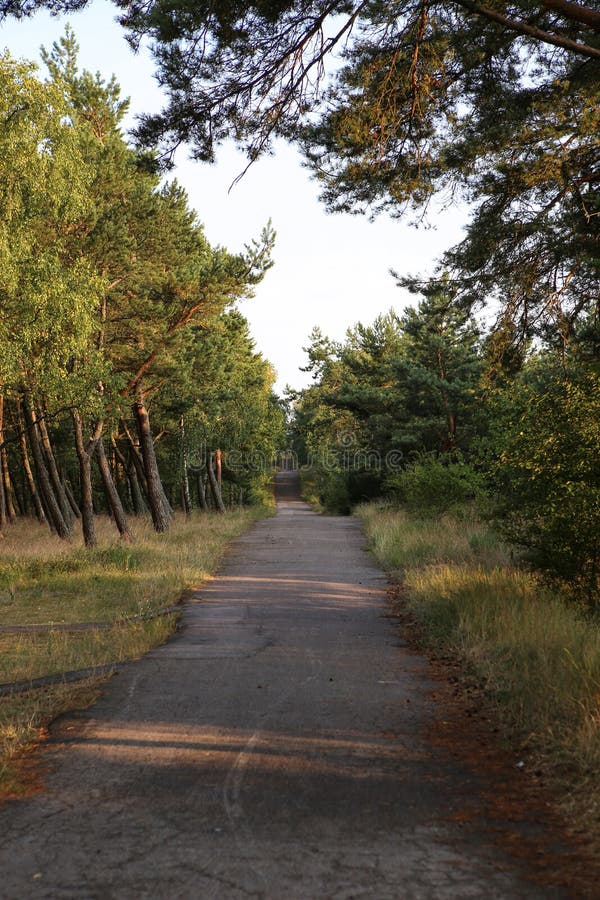 Summer Path in Woods stock image. Image of trail, wildflowers - 46775061