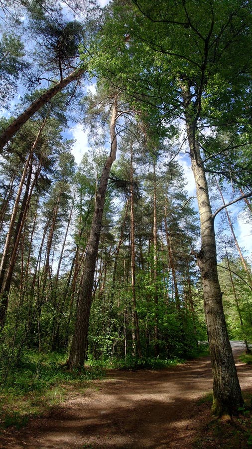 Summer Path in Woods stock image. Image of lined, journey - 268689855