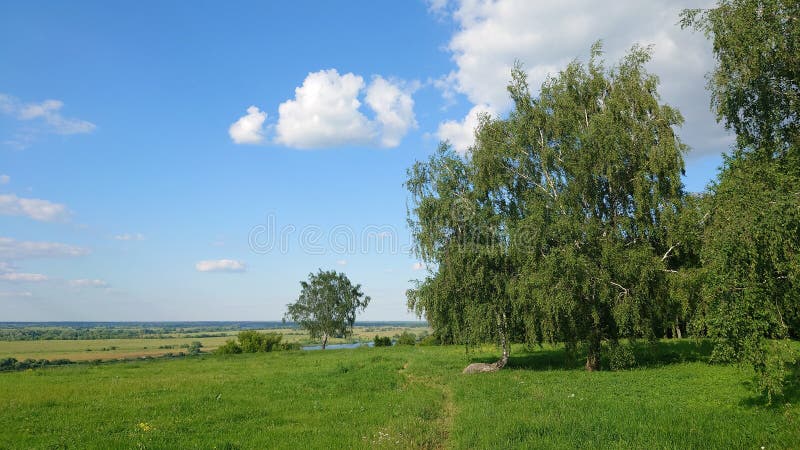 Summer Path in Woods stock image. Image of woodland - 268729237