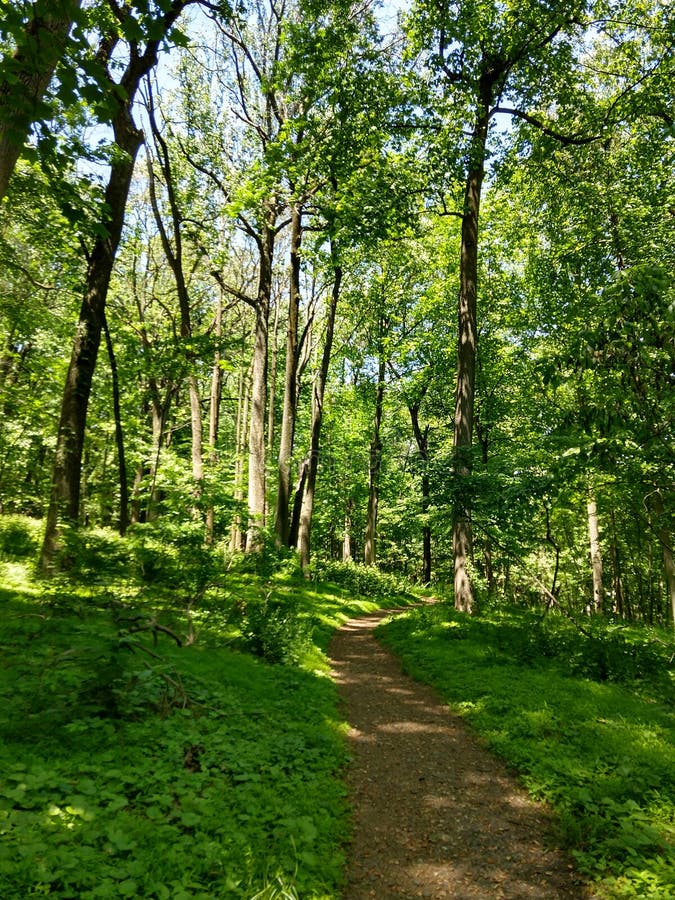 Summer path in woods stock photo. Image of trail, green - 167093456