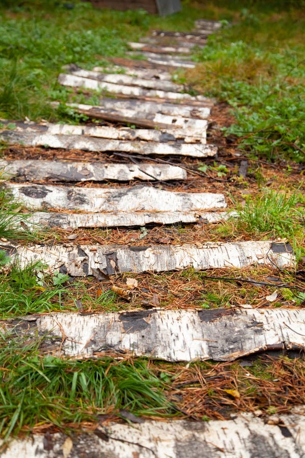Summer Pathway in the Birch Forest. Tree Wood Bark Stock Photo - Image ...