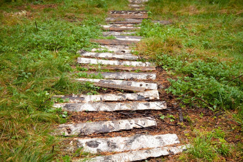 Summer Pathway in the Birch Forest. Tree Wood Bark Stock Image - Image ...