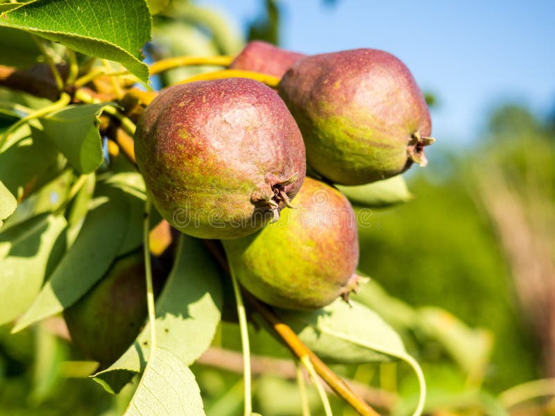 Red Williams Christ Pear in the Garden Stock Image - Image of summer ...
