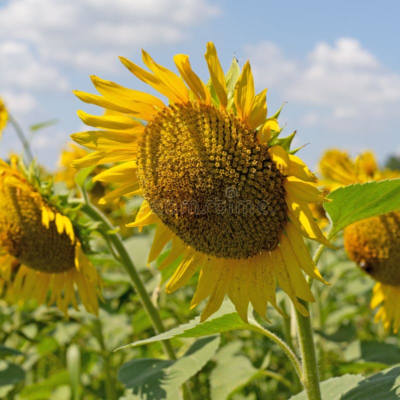 The Summer Period of the Year, Fields with Growing Cereal Crops, during ...