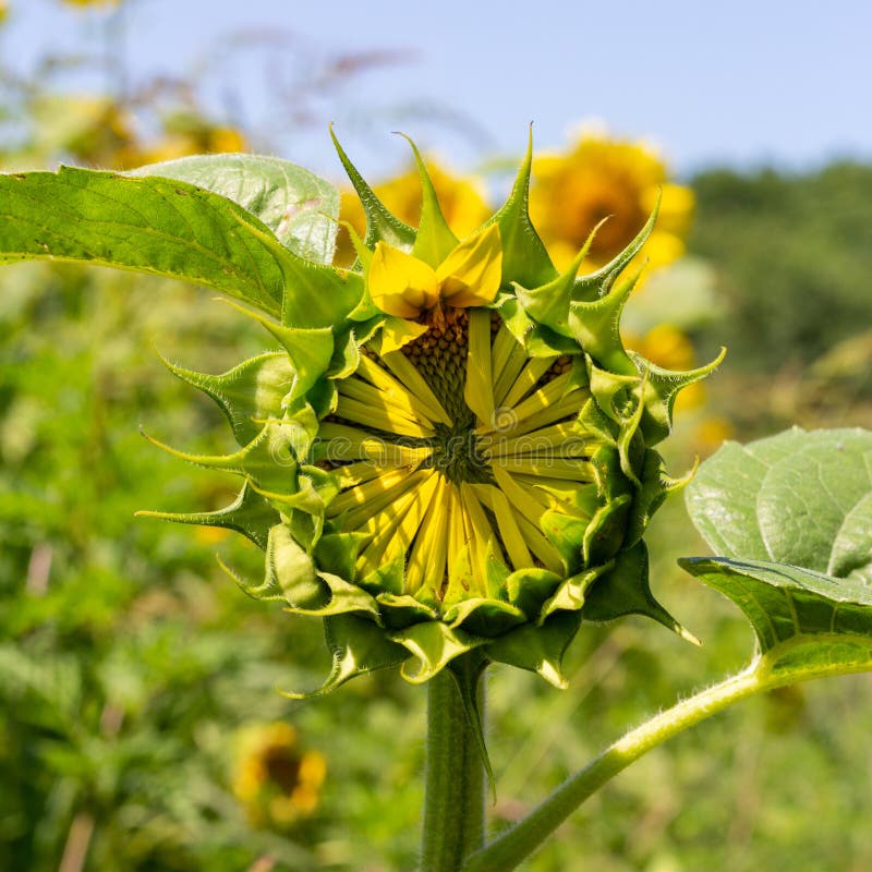 The Summer Period of the Year, Flowering Plants, Mountainous Terrain ...
