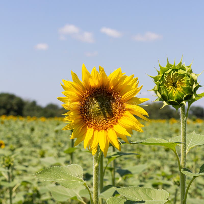 The Summer Period of the Year, Fields with Growing Cereal Crops, during ...