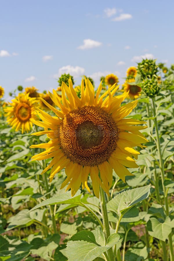 The Summer Period of the Year, Fields with Growing Cereal Crops, during ...